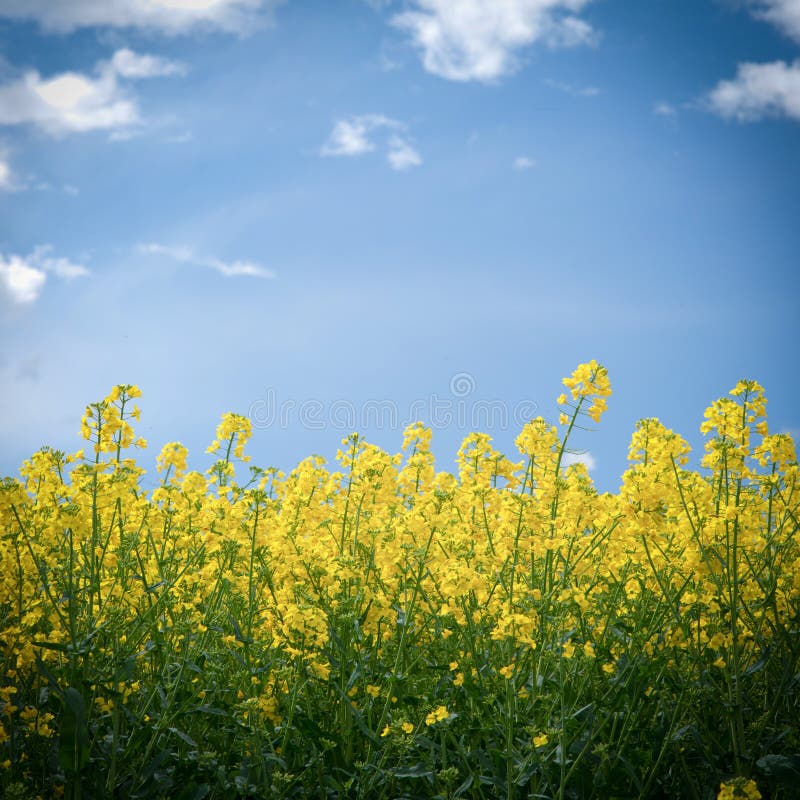 Colza field stock photo. Image of environment, sustainable - 24590776