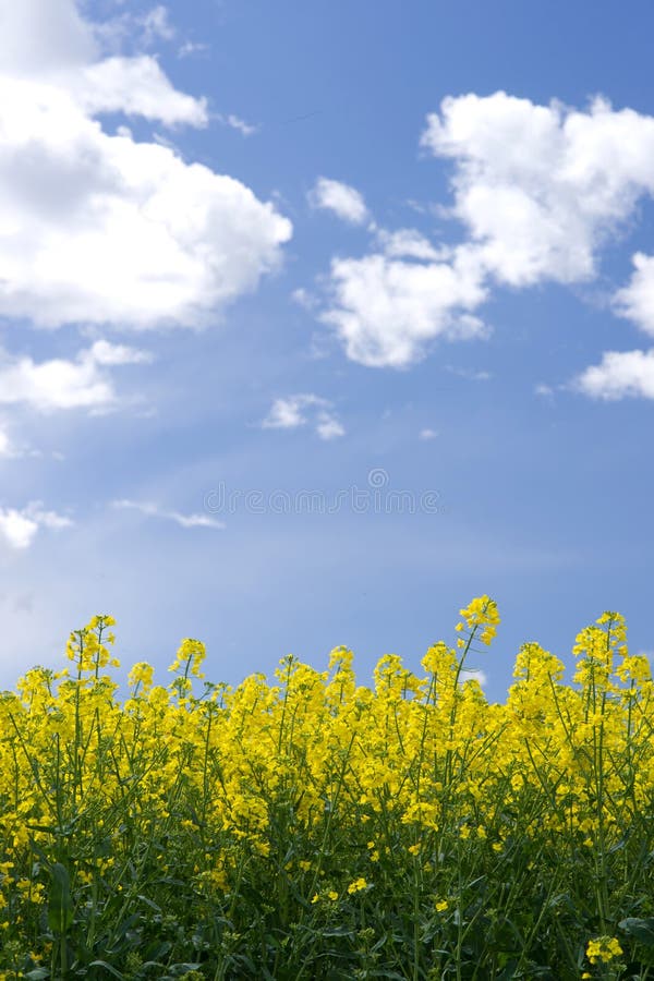 Colza field stock photo. Image of nutrition, plants, fuel - 27134616