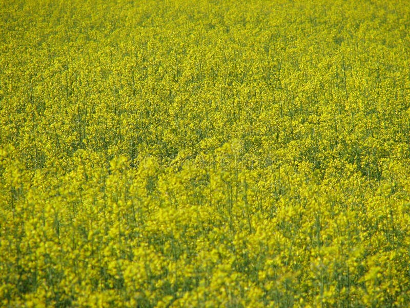 Colza field stock image. Image of nature, plant, seed - 7328231