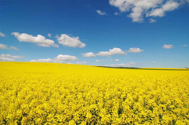 Colza Field stock image. Image of field, industrial, flowers - 9353083