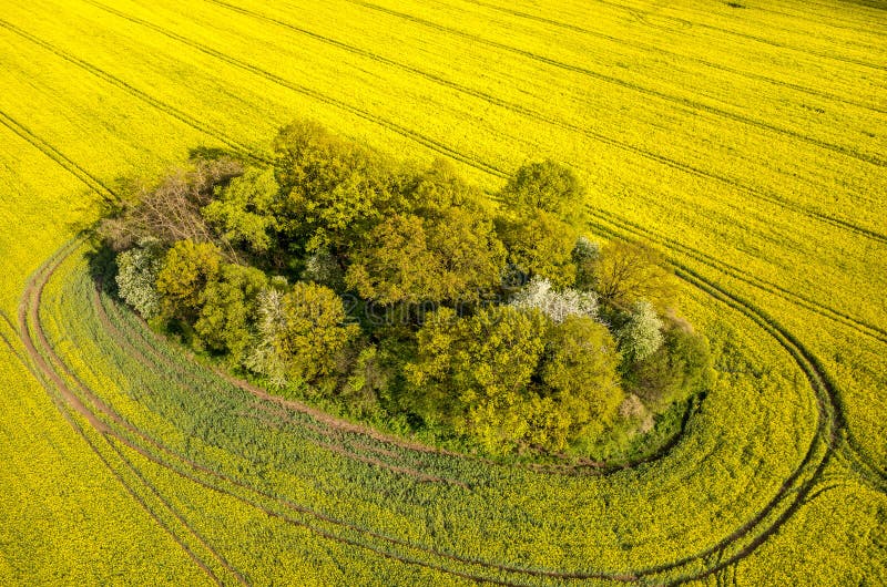 Colza field stock image. Image of blue, oilseed, crop - 55167459