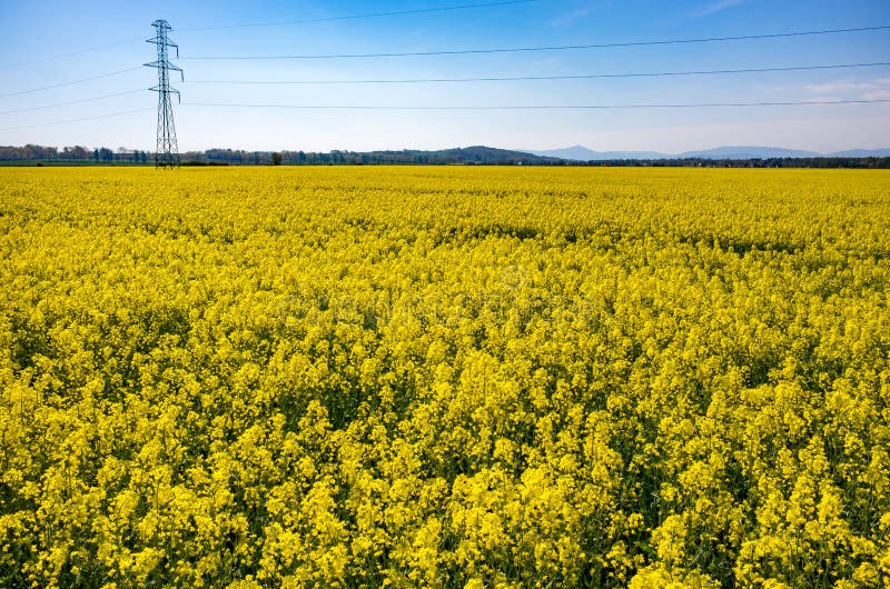 Colza field stock photo. Image of farm, ecology, blossom - 55632370