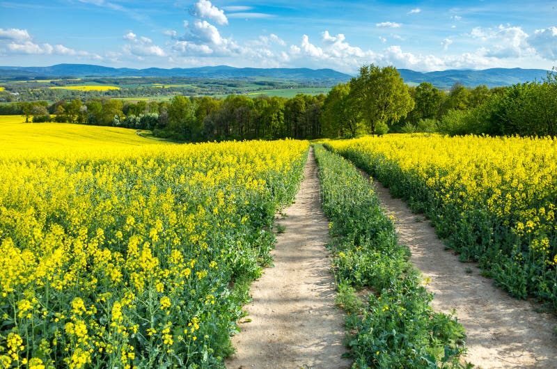 Colza field stock image. Image of beautiful, plant, farm - 55790519