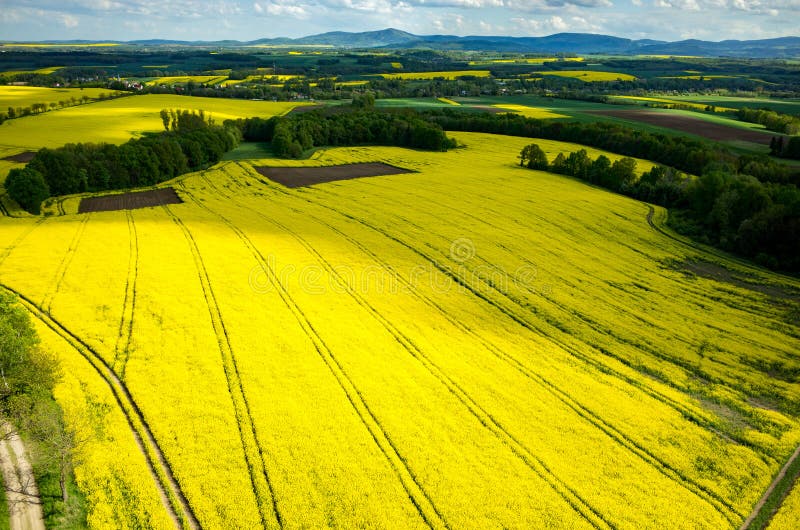 Colza field stock image. Image of nature, blossom, natural - 56045651
