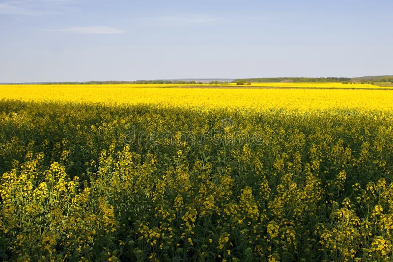 Colza field stock image. Image of farm, canola, environmental - 40636055