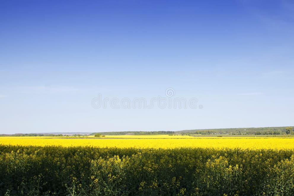Colza field stock photo. Image of blue, farm, crop, agricultural - 40636062
