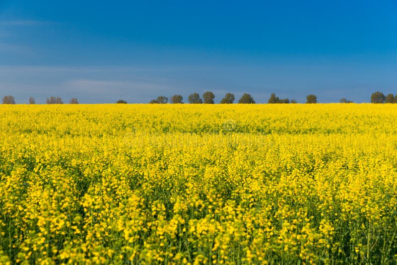 Colza field and blue sky stock image. Image of blue, moldova - 89077909