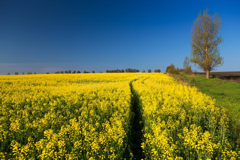 Colza field and blue sky stock image. Image of plant - 89078153
