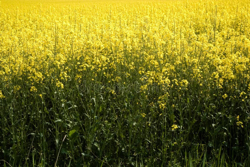 Colza field stock image. Image of environmental, blooming - 40999245