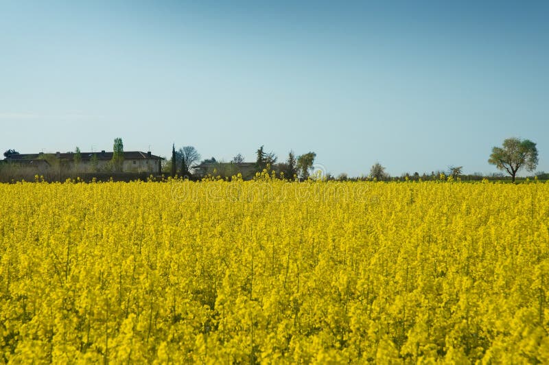Colza stock image. Image of oliseed, colza, nature, blossom - 58507329