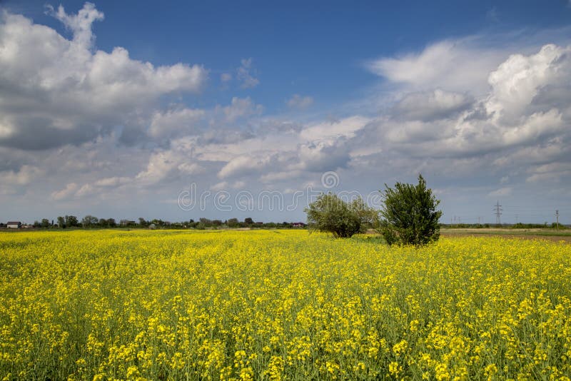 Colza field stock photo. Image of crop, bright, farm - 53939360