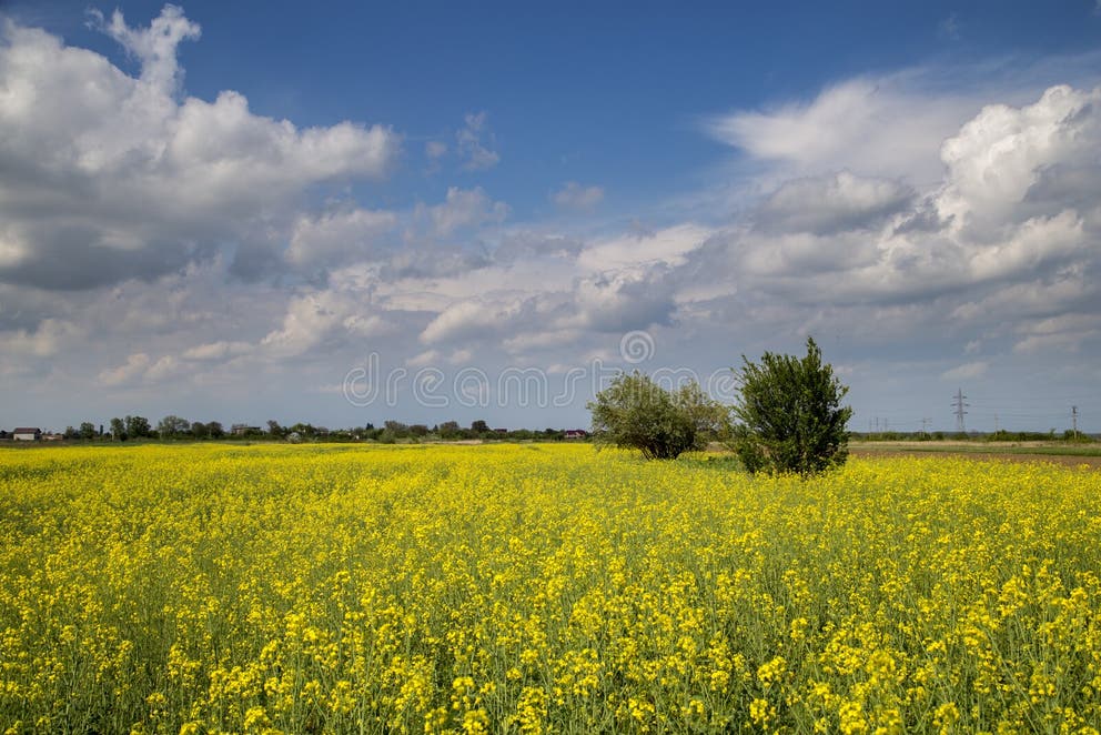 Colza field stock photo. Image of crop, bright, farm - 53939360
