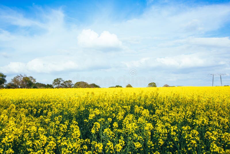 Colza Fields and Blue Sky Background Stock Image - Image of flight ...