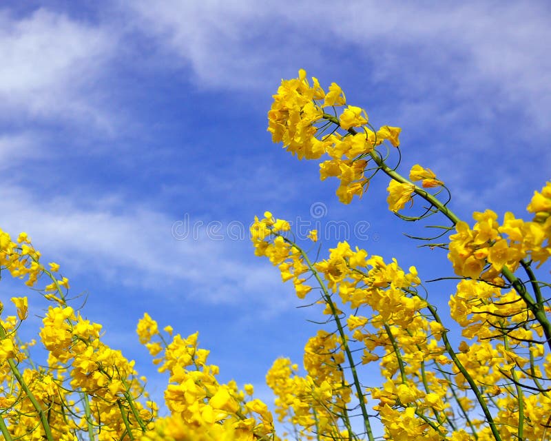 Colza Flower Picture. Image: 14228302