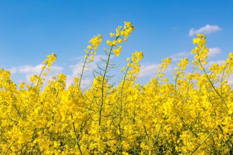 Colza flowers stock image. Image of fresh, countryside - 56427753