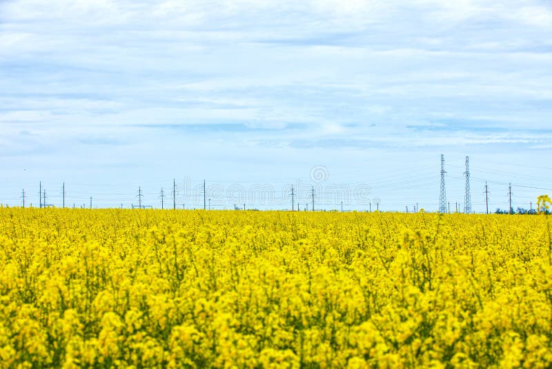 Colza stock image. Image of bright, electricity, energy - 43342341