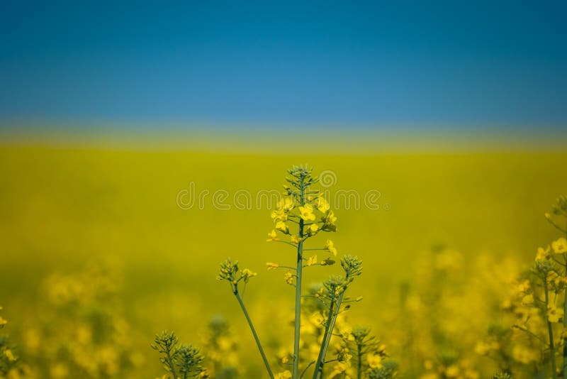 Colza stock image. Image of field, yellow, landscape - 99572197