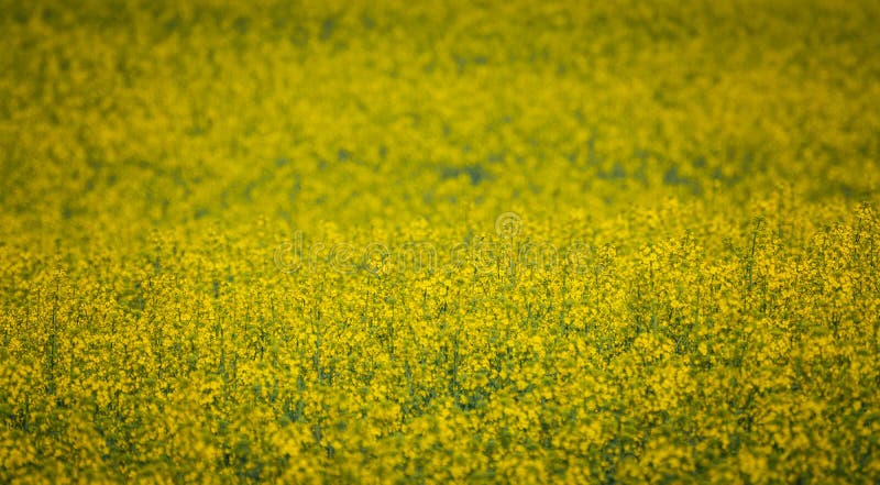 Colza stock photo. Image of landscape, isolated, yellow - 99572632