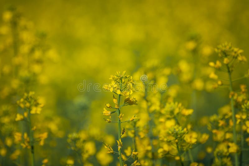 Colza stock photo. Image of nature, spring, colza, flower - 99573940