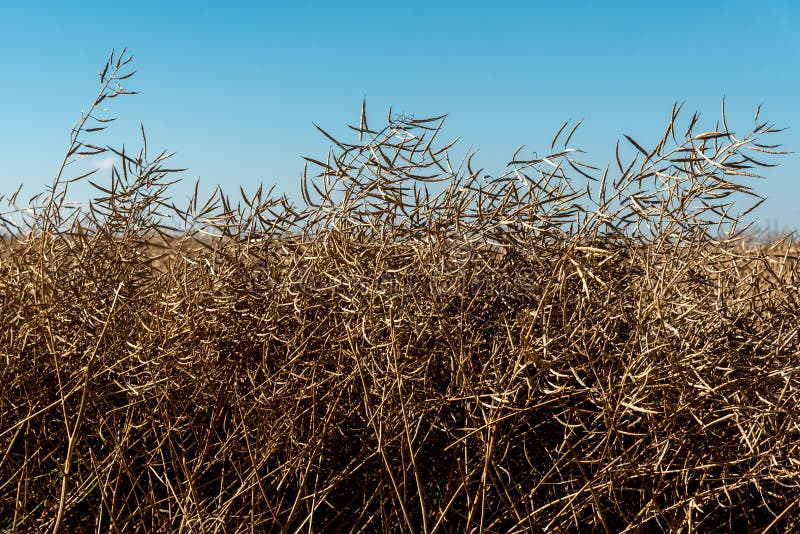 Colza mature field stock image. Image of landscape, brassica - 120746537