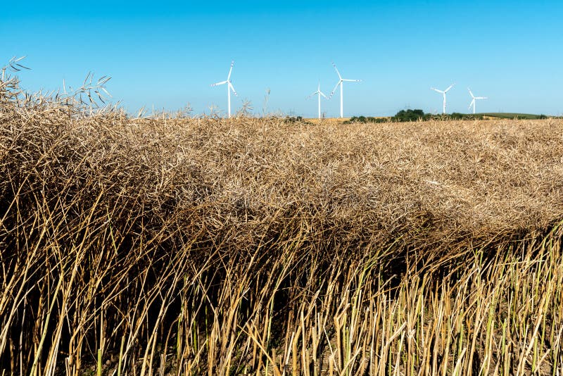 Colza mature field stock photo. Image of oilseeds, agriculture - 120746580