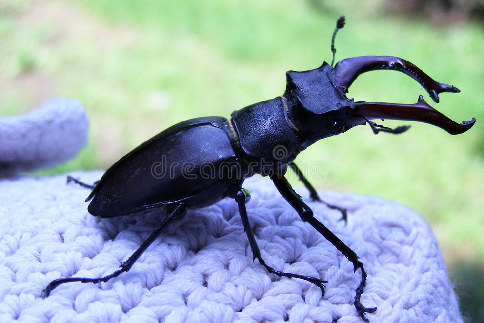 Coléoptère de mâle commun photo stock. Image du cerfs - 12076158