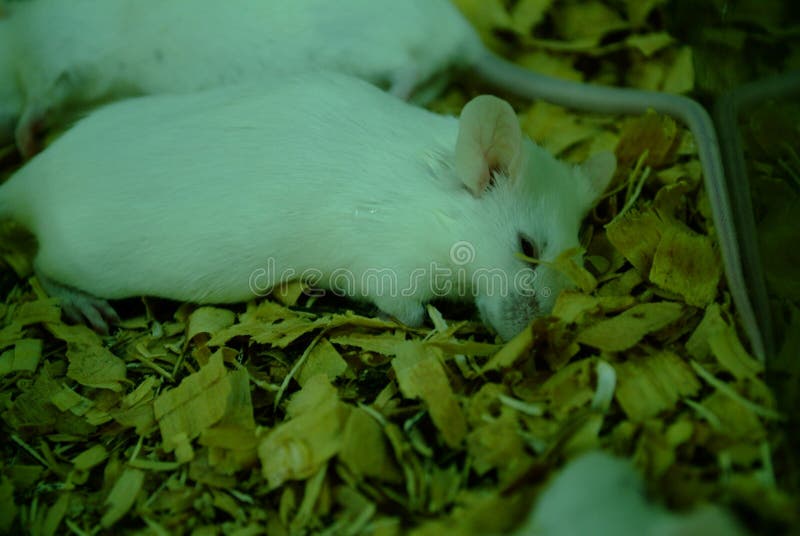 Coma mouse stock image. Image of laboratory, gene, neurobiology - 29026869