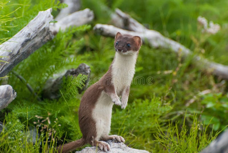 Retrato Nevado De Menos Comadreja En Invierno Imagen de archivo ...