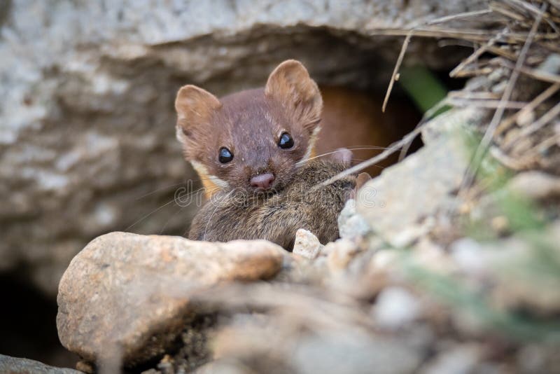 Comadreja Atada Larga Con El Ratón Imagen de archivo - Imagen de ...