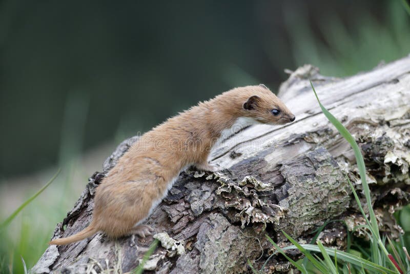 Comadreja Atada Cortocircuito Que Mira Fuera Del Agujero Del Registro ...