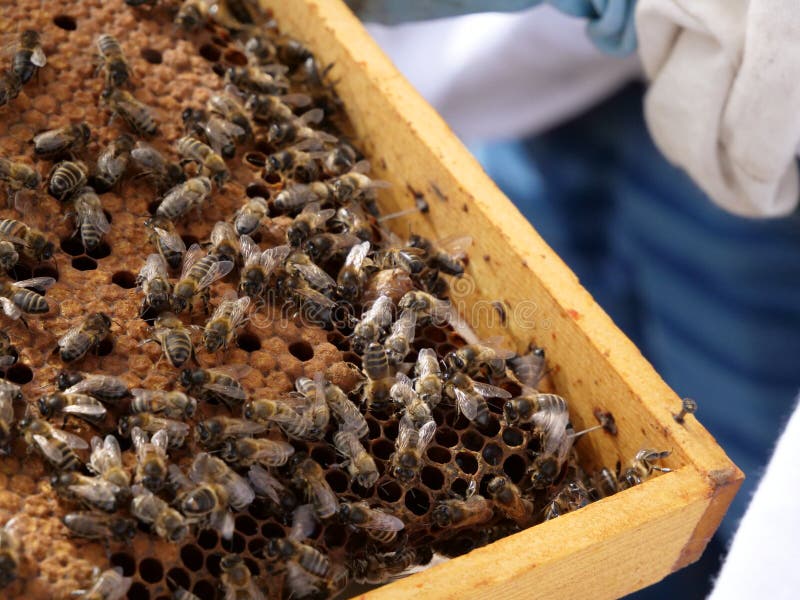 Brood Workerbees Stock Photos - Free & Royalty-Free Stock Photos from ...