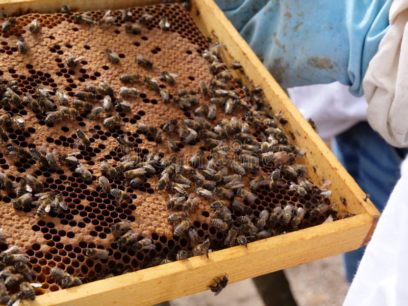 Comb with bee brood stock image. Image of brood, combs - 124485885