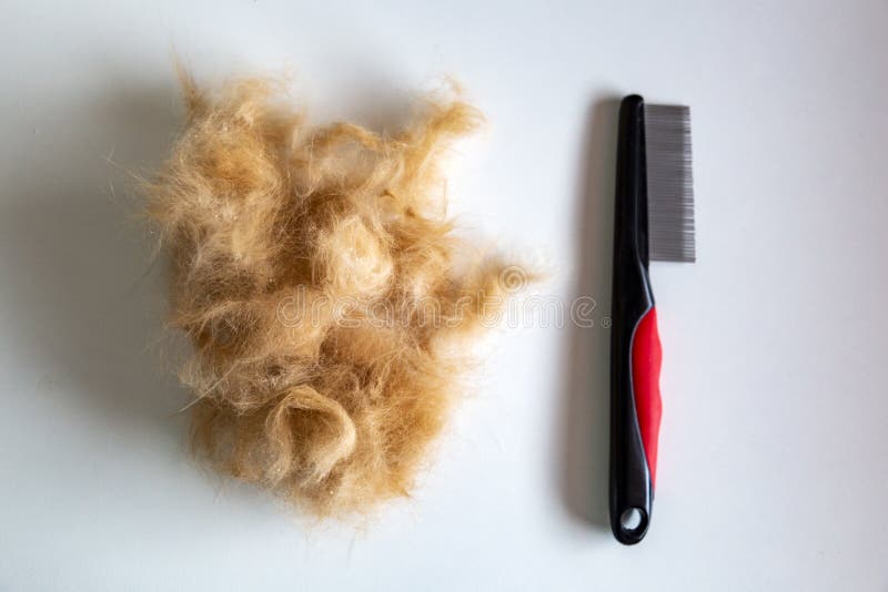 Comb for Combing Wool and Tangles in Cats Next To a Pile of Wool. Stock ...