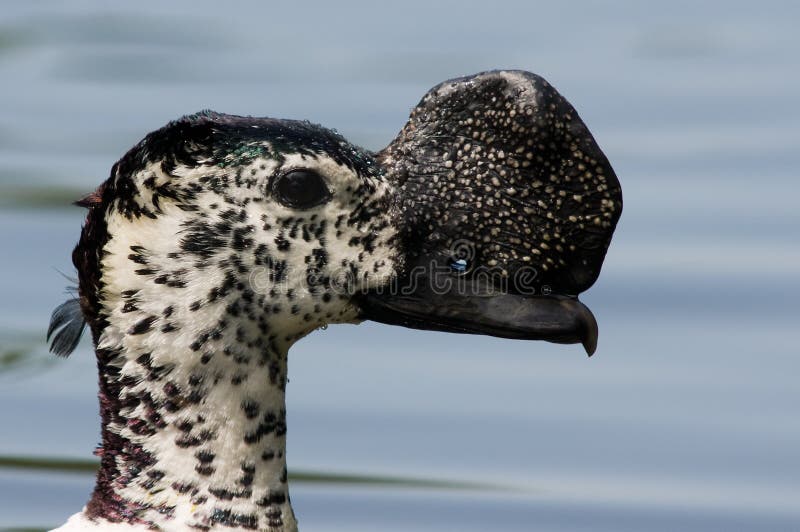 Child Sitting on Balloon stock photo. Image of young, ontop - 8359350