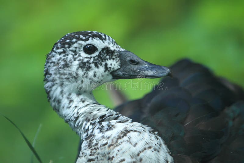 Comb duck stock image. Image of detail, bill, knob, sarkidiornis - 25737115