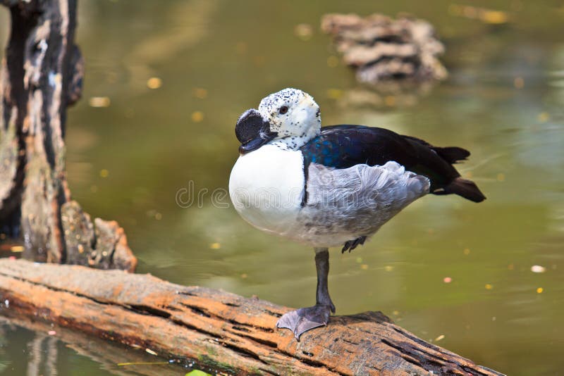 South American Comb Duck, Sarkidiornis Melanotos Carunculatus Stock ...