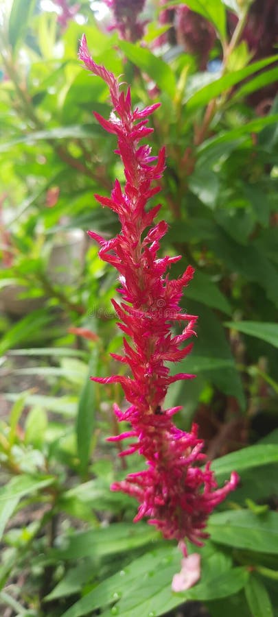 Comb Flower red java stock photo. Image of java, food - 261838804