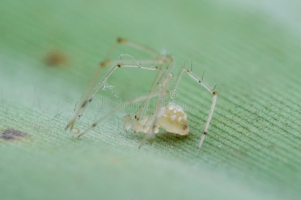 Comb Footed Spider on the Leaf Stock Photo - Image of hunting, wild ...