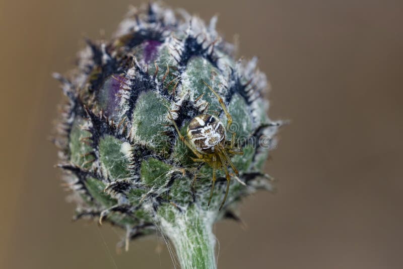 Comb Footed Spider Also Called Cobweb Weaver Any Member Of The Spider