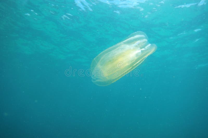 Comb Jelly Near Sea Surface Stock Image - Image of translucent, light ...