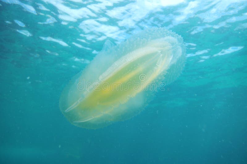 Comb Jelly Near Sea Surface Stock Image - Image of translucent, light ...