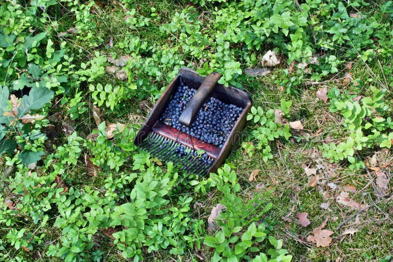 Collect Berries Blueberries in the Forest Stock Image - Image of fruit ...