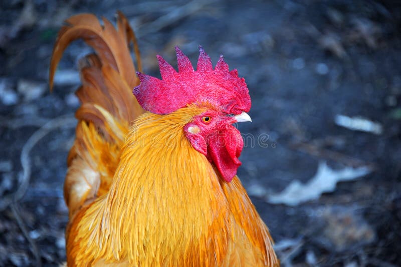 Comb on Red Rooster WFT stock photo. Image of close - 277838838