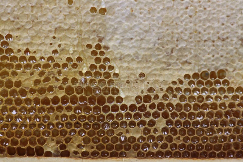 13,757 Comb Texture Stock Photos - Free & Royalty-Free Stock Photos ...