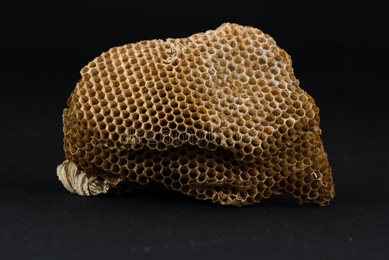 Comb of a wasps` nest stock photo. Image of dangerous - 86145186