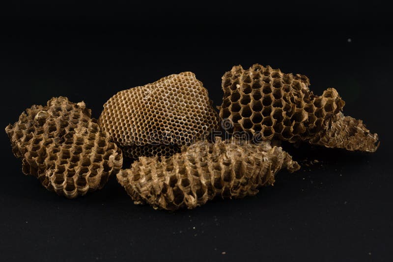 Comb of a Wasps` Nest and a Hornets` Nest Stock Photo - Image of swarm ...