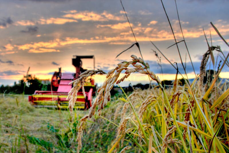 Combain harvesting corn stock image. Image of yield, grain - 16612153