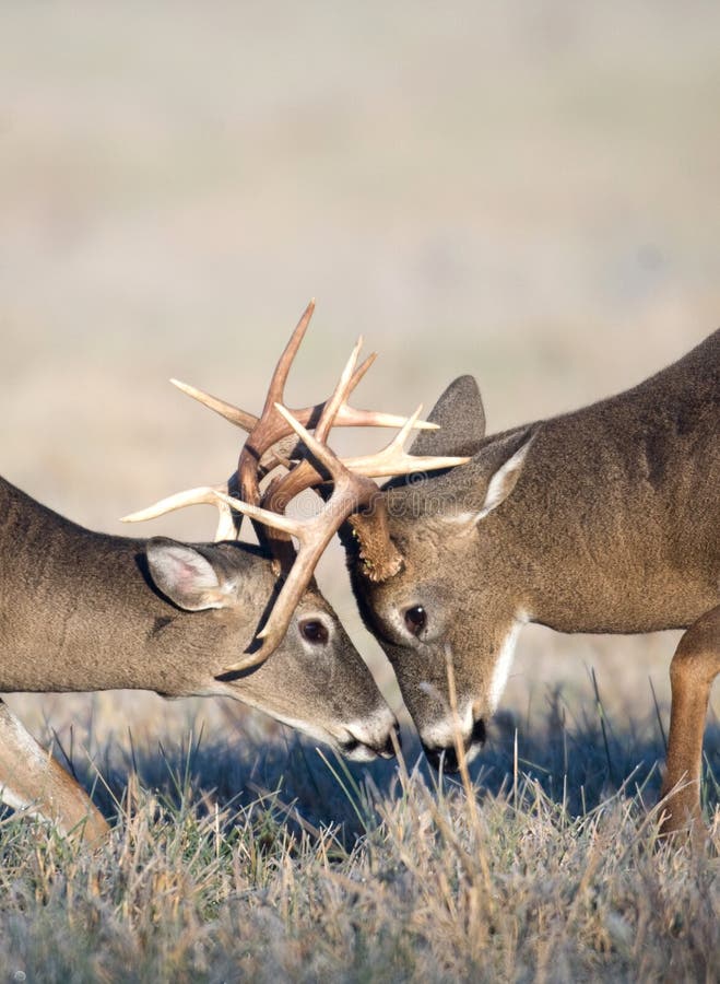 Combat De Cerfs Communs De Whitetail Photo stock - Image du bois ...
