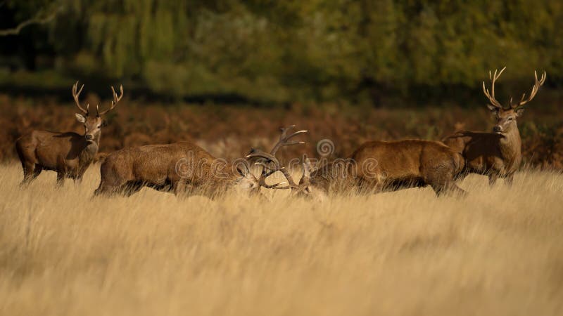 Combat De Cerfs Communs Rouges Photo stock - Image du communs, combat ...