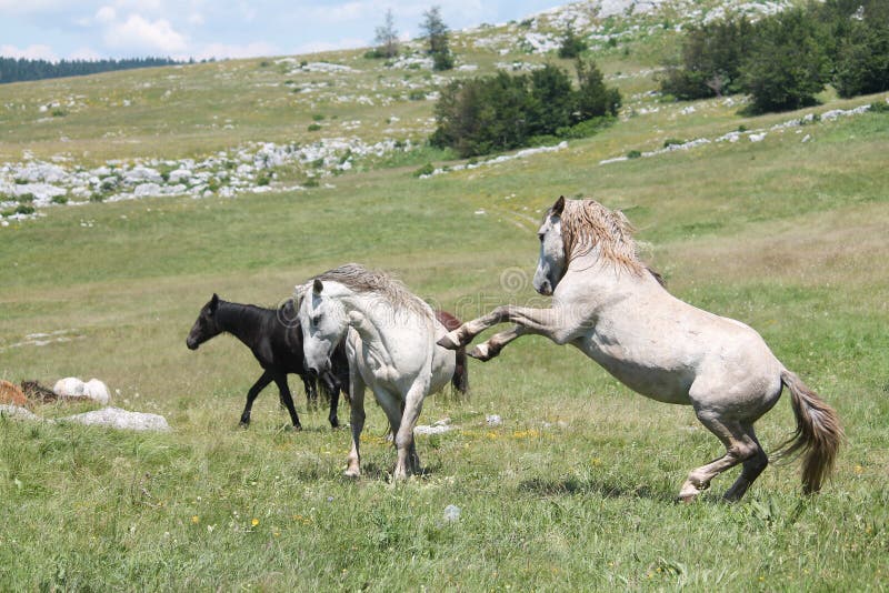 Accouplement De Chevaux Sauvages Photo stock - Image du mustang, été ...